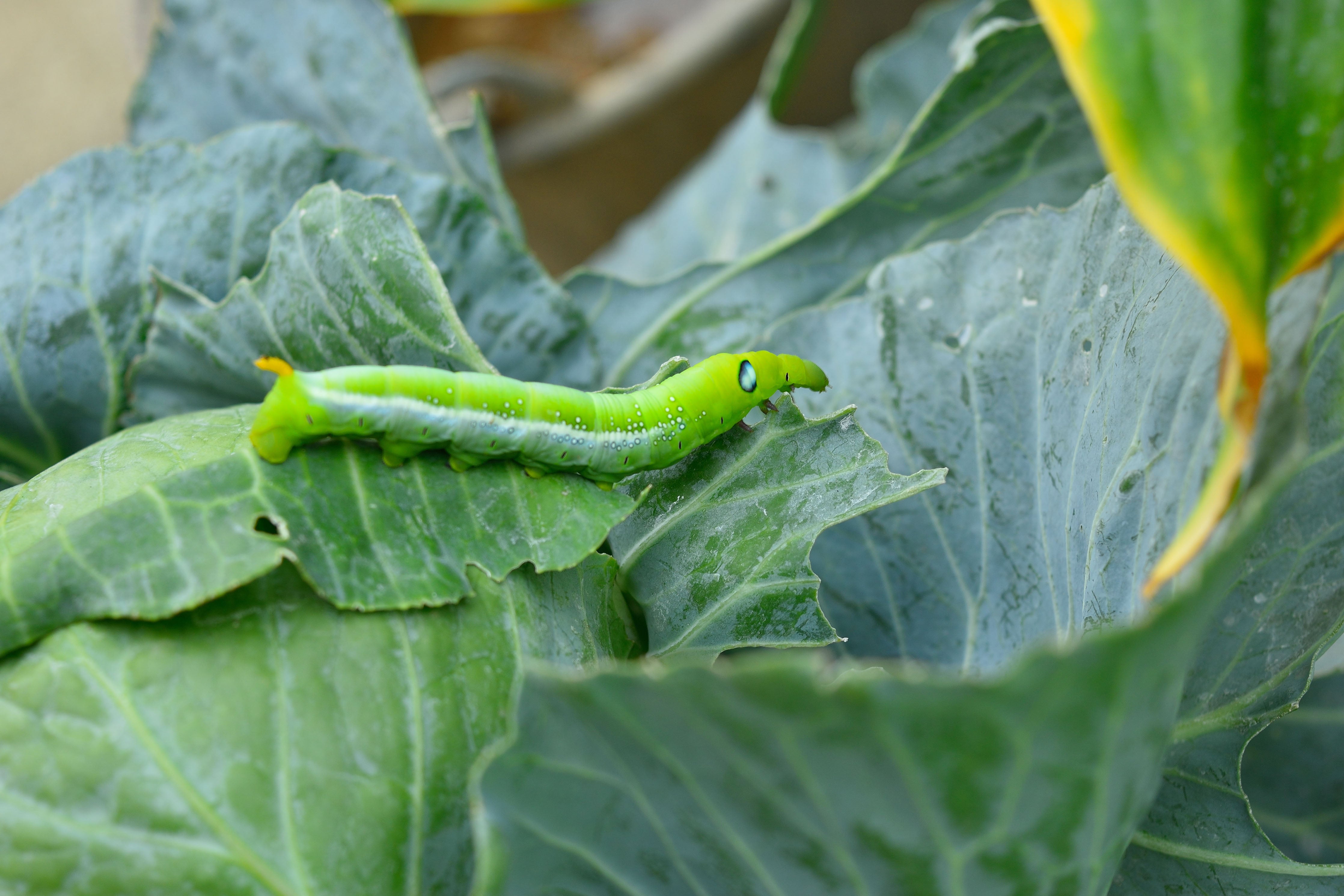 Caterpillar Control | Target Larvae with Beneficial Nematodes ...