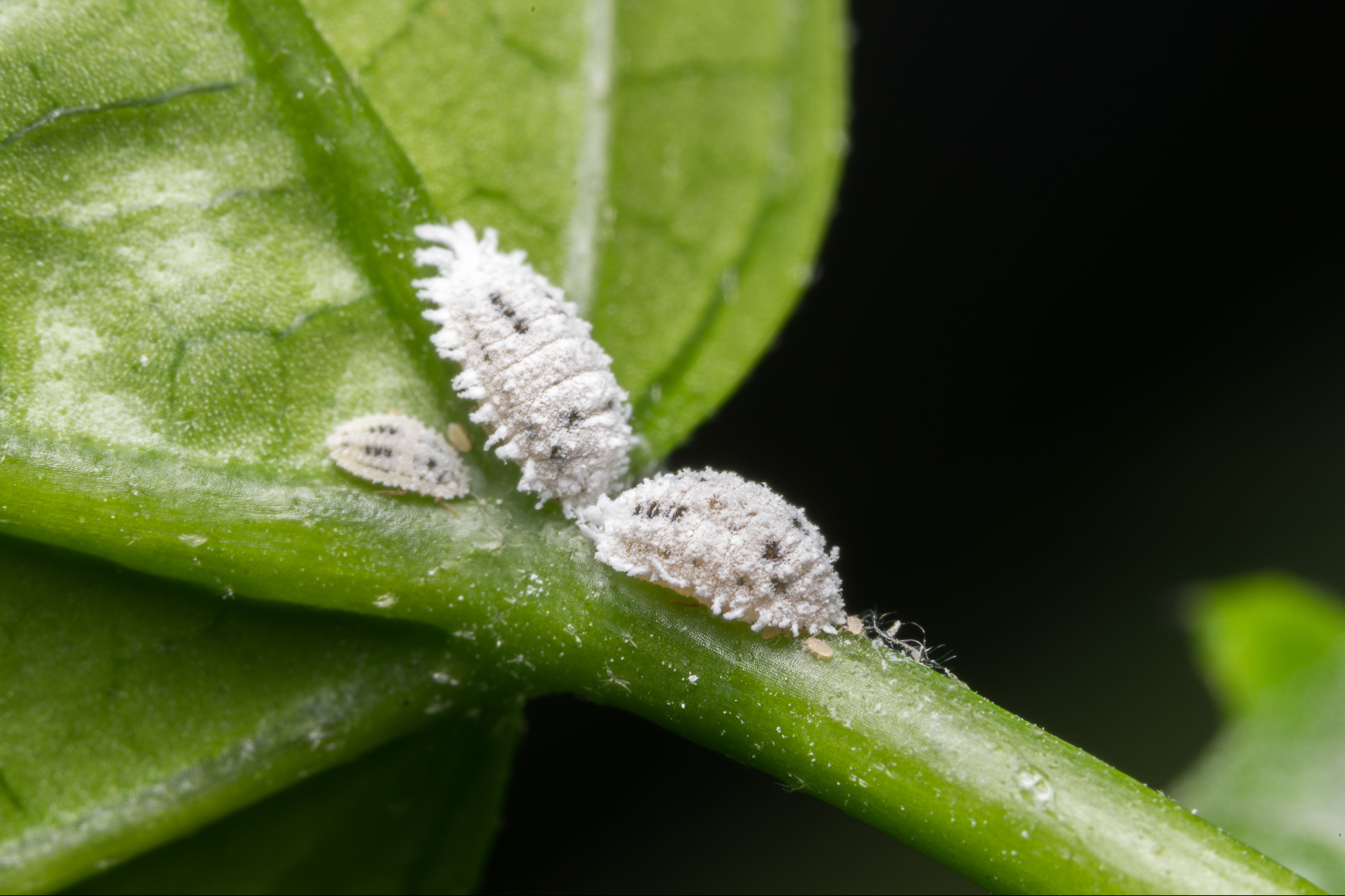 Mealybug & Scale Solutions | Biological Pest Control – Optimize ...