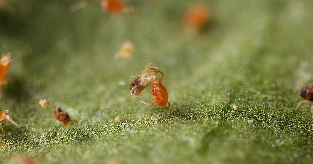 Predatory Mite Solutions | Biological Pest Control – Optimize Organics Inc