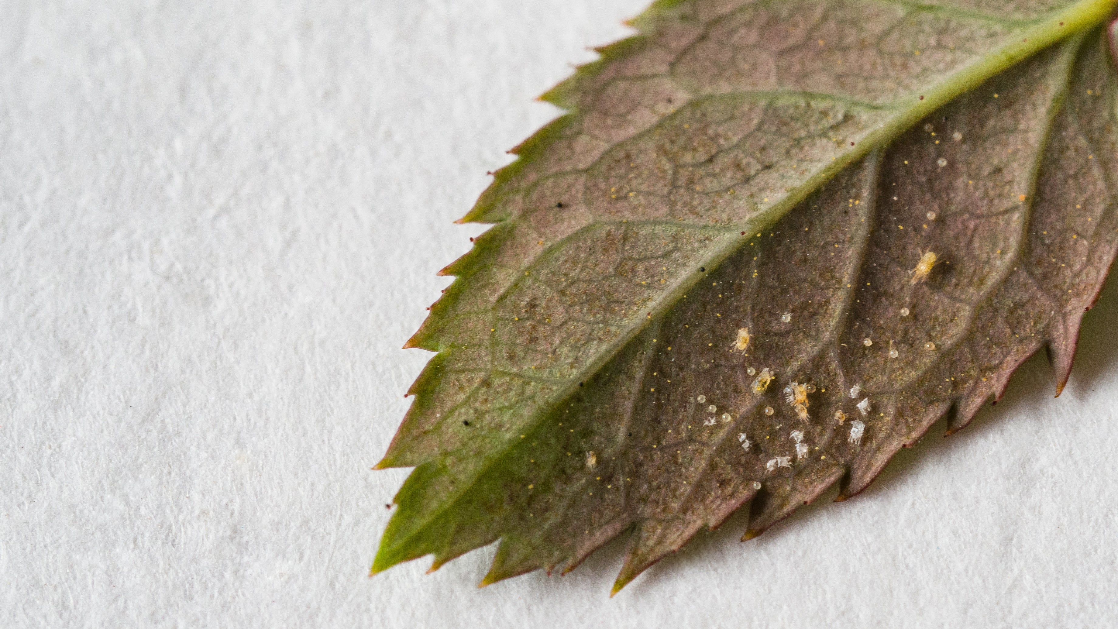 Spider Mite Control | Predatory Mites & Insects – Optimize Organics Inc