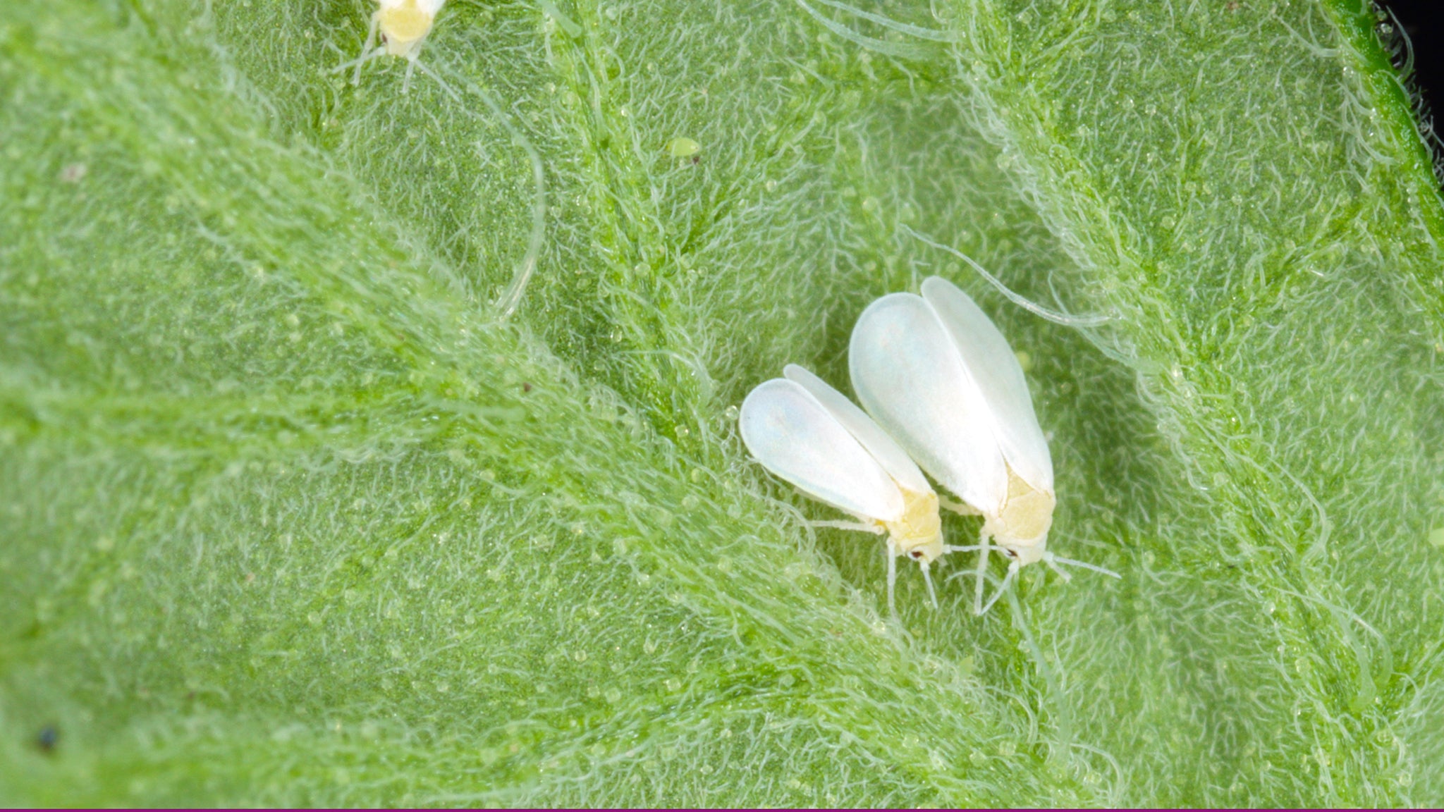 Biological Whitefly Control | Mites, Wasps & Sticky Strips – Optimize ...