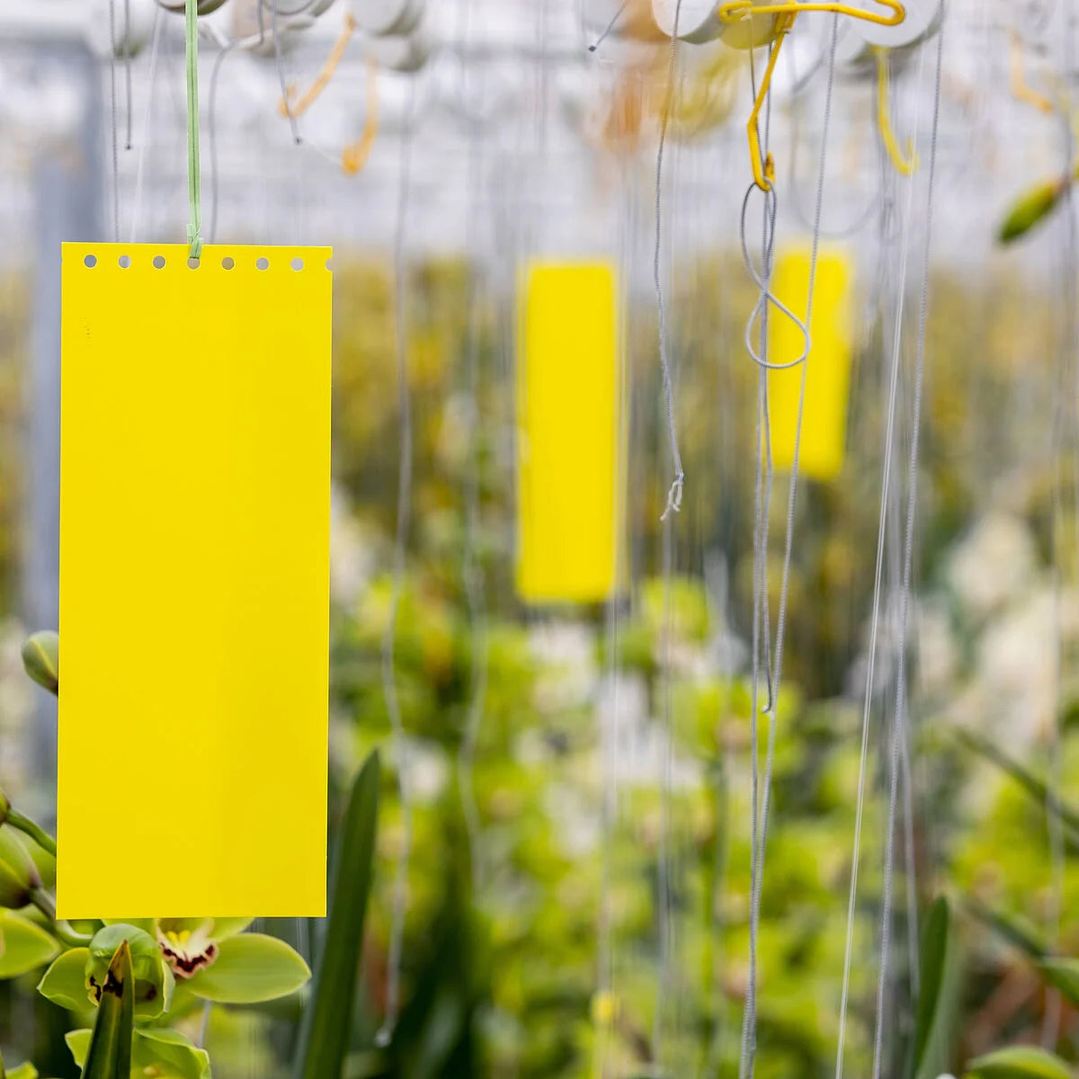 Yellow Sticky Traps (DRY) – Optimize Organics Inc